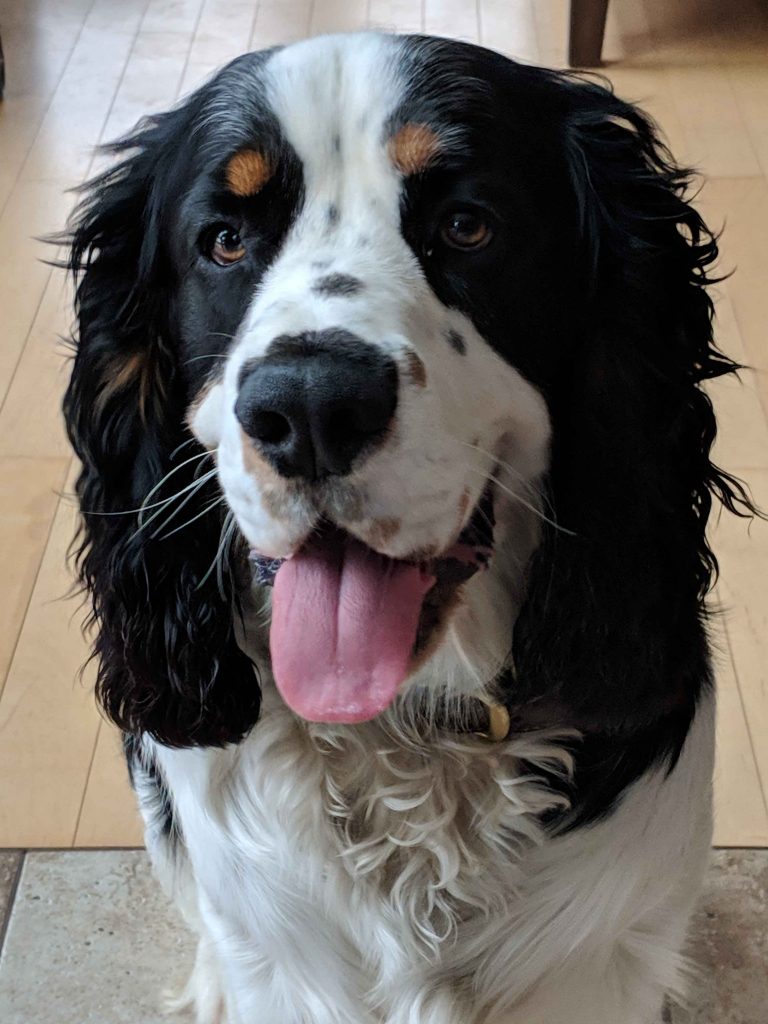 Kammerud's Crown Springer Spaniels