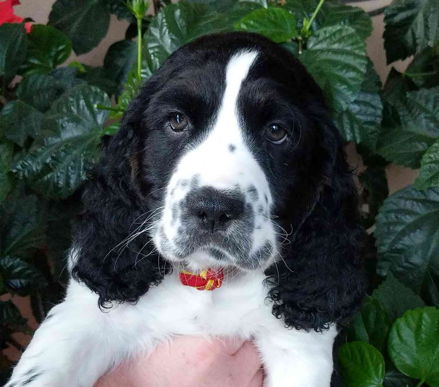 Kammerud's Crown Springer Spaniels