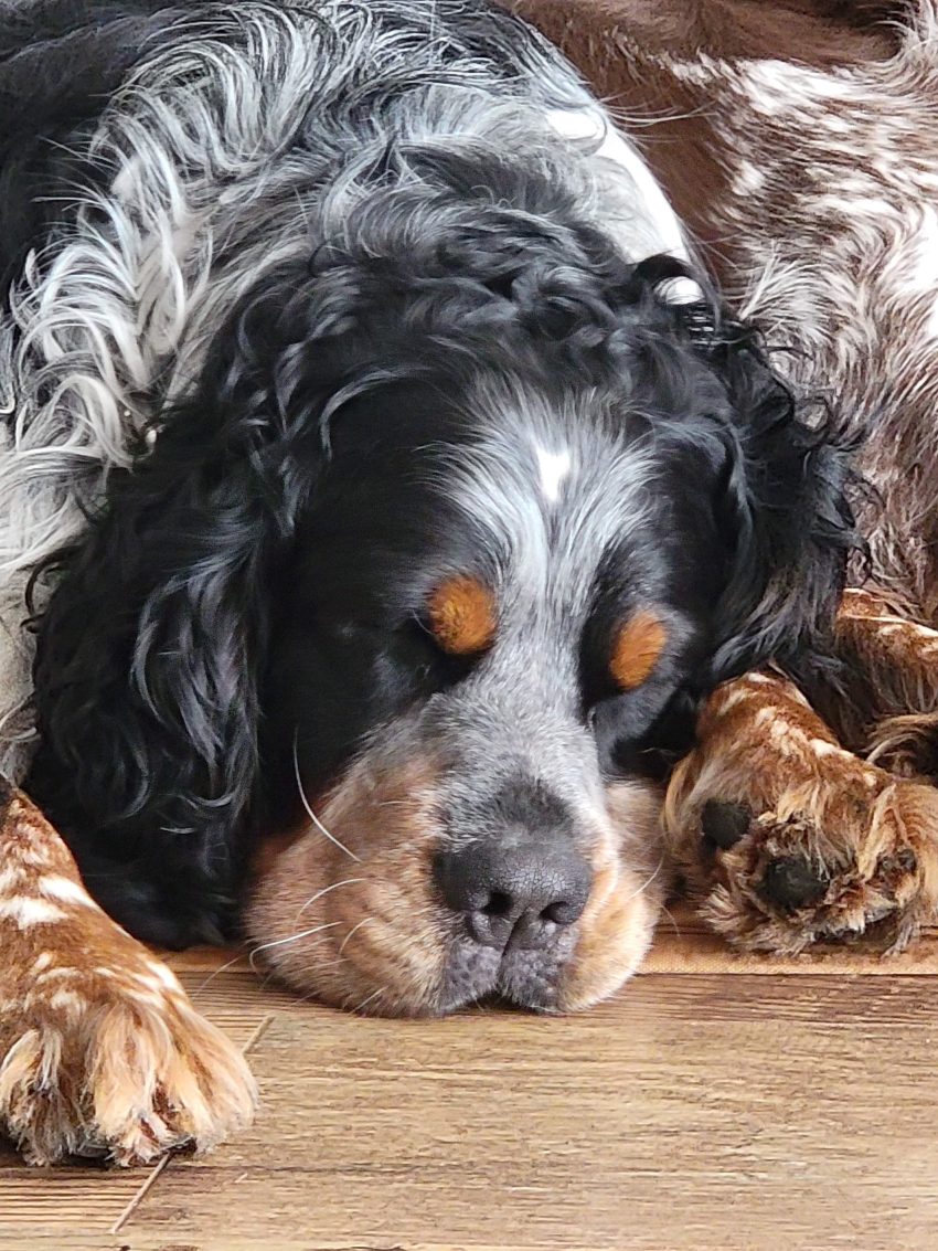 Kammerud's Crown Springer Spaniels