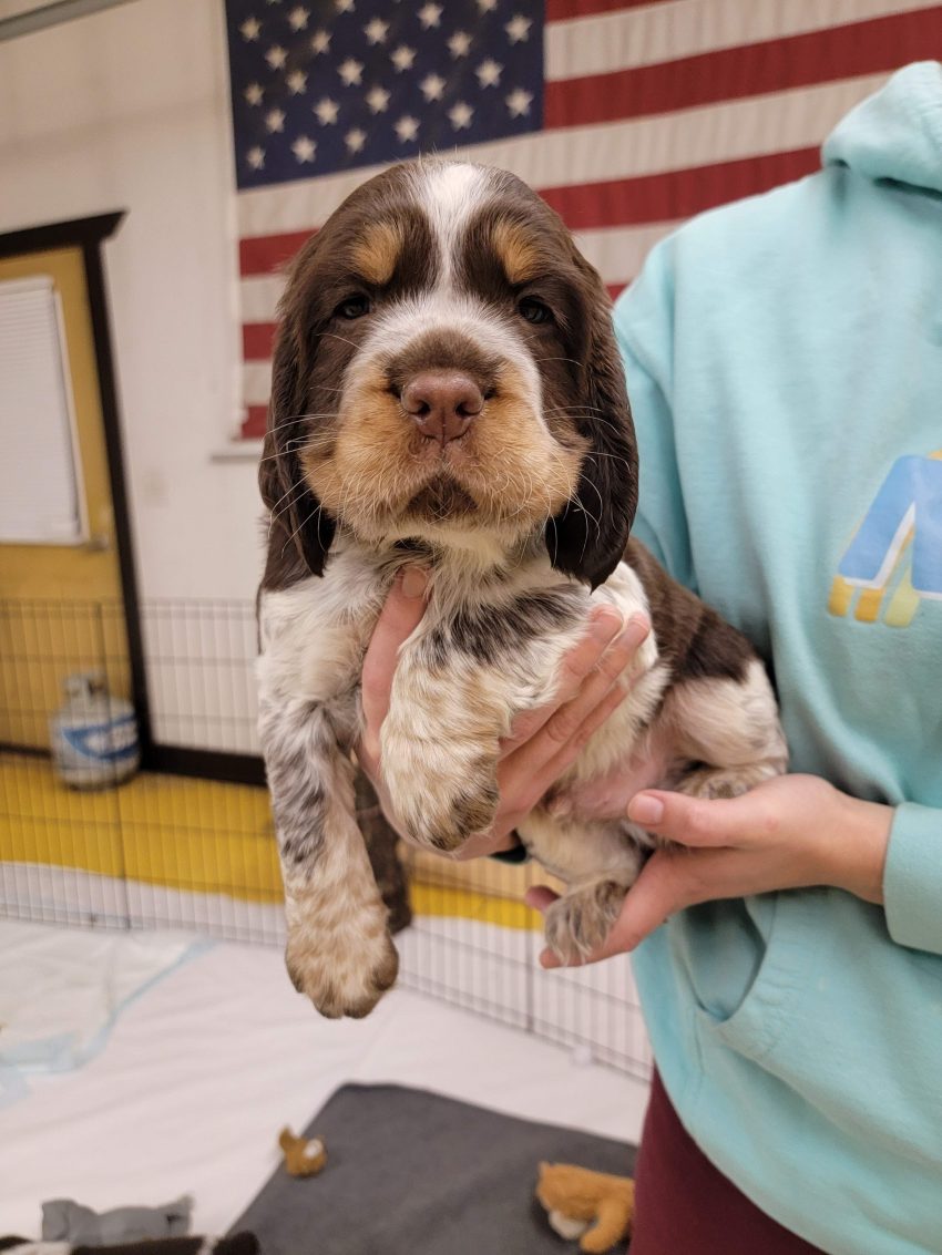 Kammerud's Crown Springer Spaniels