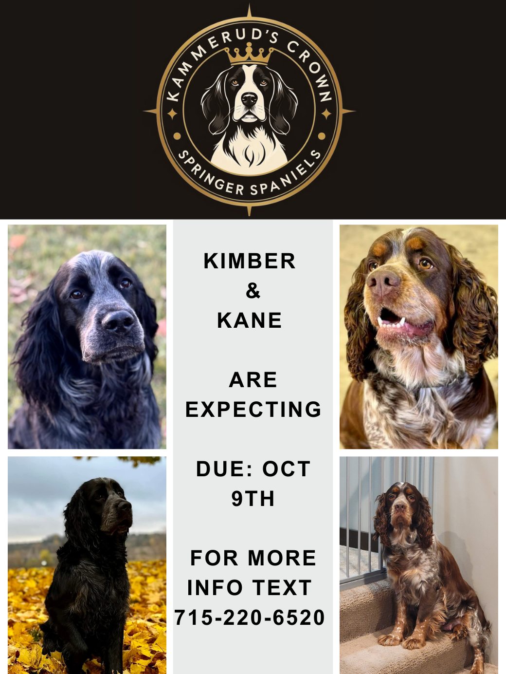 Kammerud's Crown Springer Spaniels